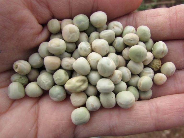 ARVEJA - BIODIVERSIDAD ALIMENTARIA