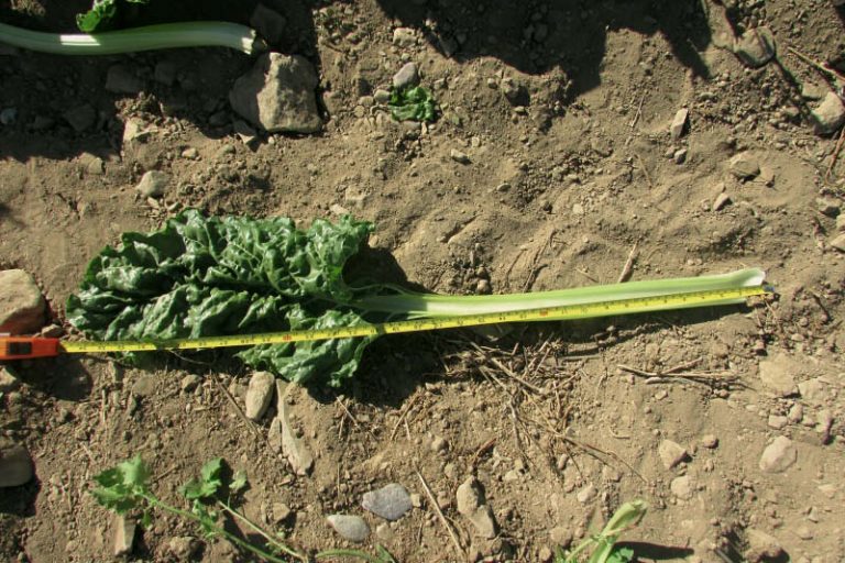 ACELGA - BIODIVERSIDAD ALIMENTARIA