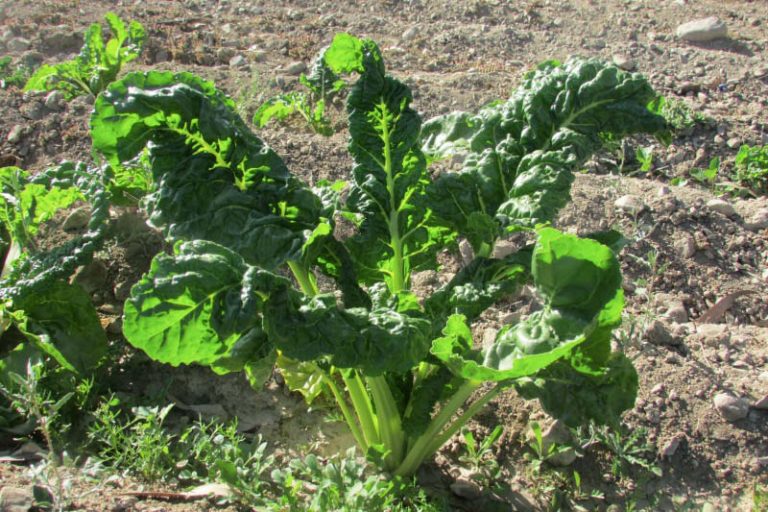 ACELGA - BIODIVERSIDAD ALIMENTARIA