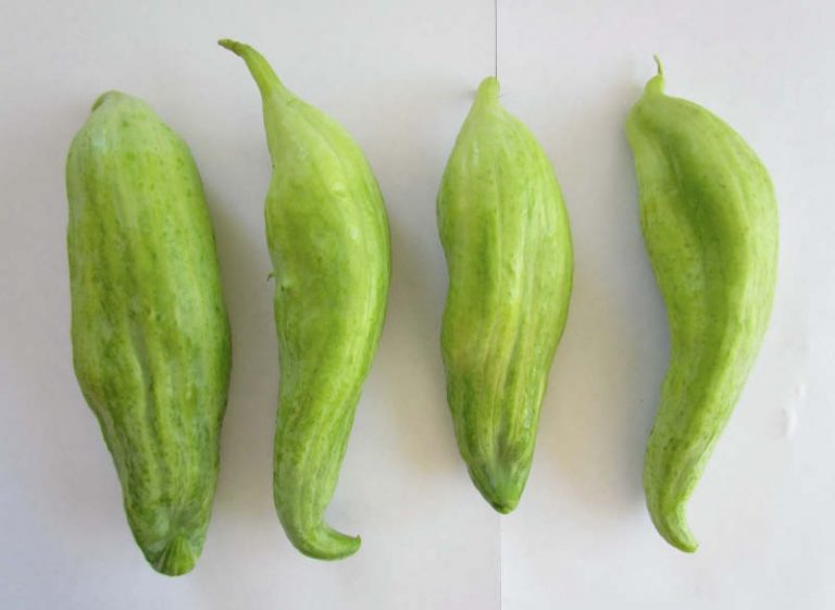 CAIGUA - BIODIVERSIDAD ALIMENTARIA