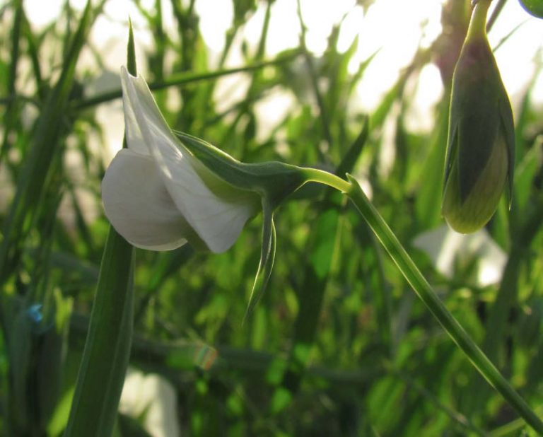 CHÍCHARO - BIODIVERSIDAD ALIMENTARIA