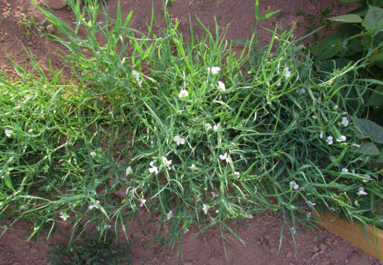 CHÍCHARO - BIODIVERSIDAD ALIMENTARIA
