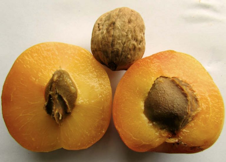 DAMASCO - BIODIVERSIDAD ALIMENTARIA