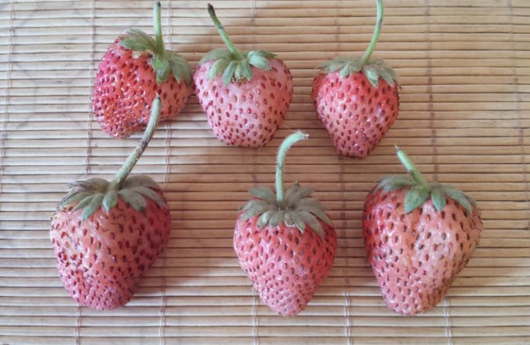 FRUTILLA - BIODIVERSIDAD ALIMENTARIA