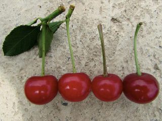 GUINDA - BIODIVERSIDAD ALIMENTARIA