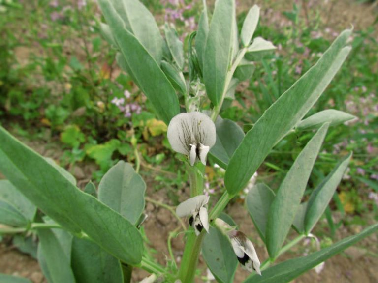 HABA - BIODIVERSIDAD ALIMENTARIA