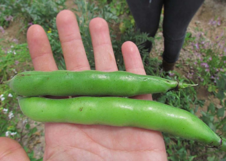 HABA - BIODIVERSIDAD ALIMENTARIA