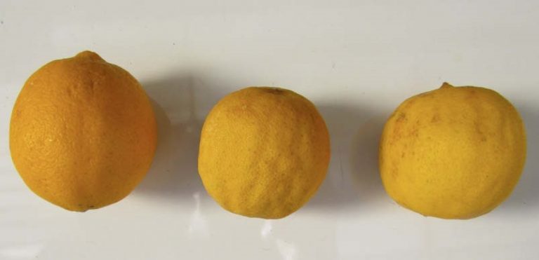 LIMA - BIODIVERSIDAD ALIMENTARIA