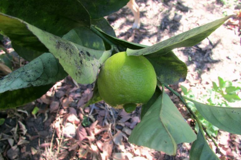 LIMA - BIODIVERSIDAD ALIMENTARIA