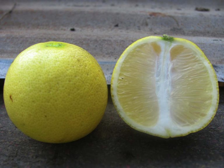 LIMETA - BIODIVERSIDAD ALIMENTARIA