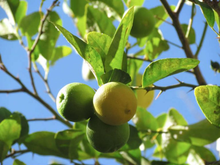 Limón Biodiversidad Alimentaria