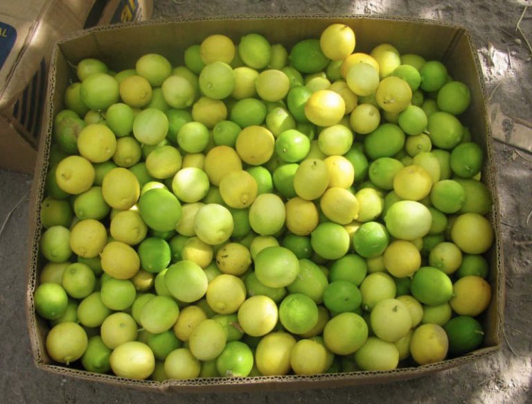 LIMÓN - BIODIVERSIDAD ALIMENTARIA