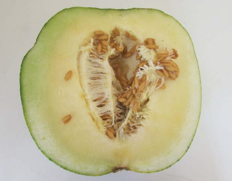 MELÓN - BIODIVERSIDAD ALIMENTARIA