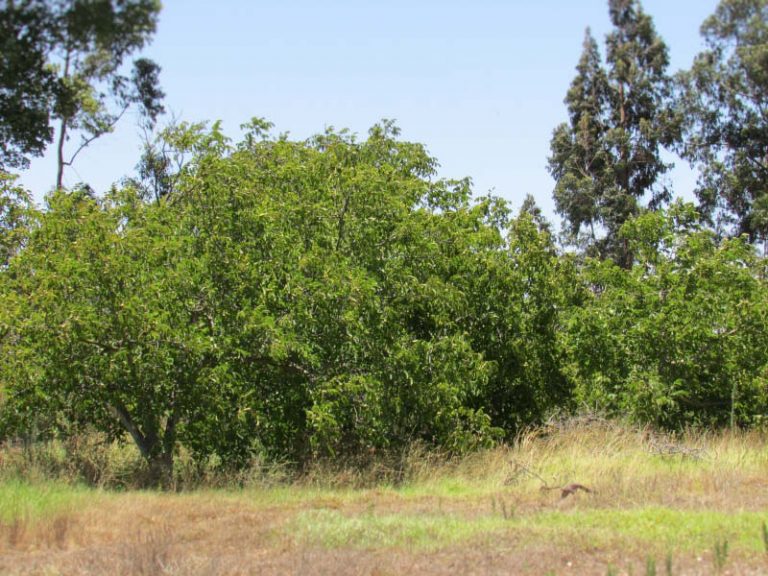 NUEZ - BIODIVERSIDAD ALIMENTARIA