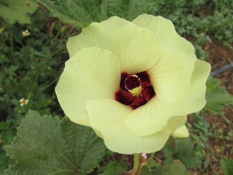 OCRA - BIODIVERSIDAD ALIMENTARIA