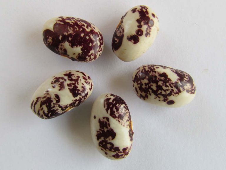 POROTO - BIODIVERSIDAD ALIMENTARIA