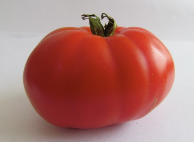 TOMATE - BIODIVERSIDAD ALIMENTARIA